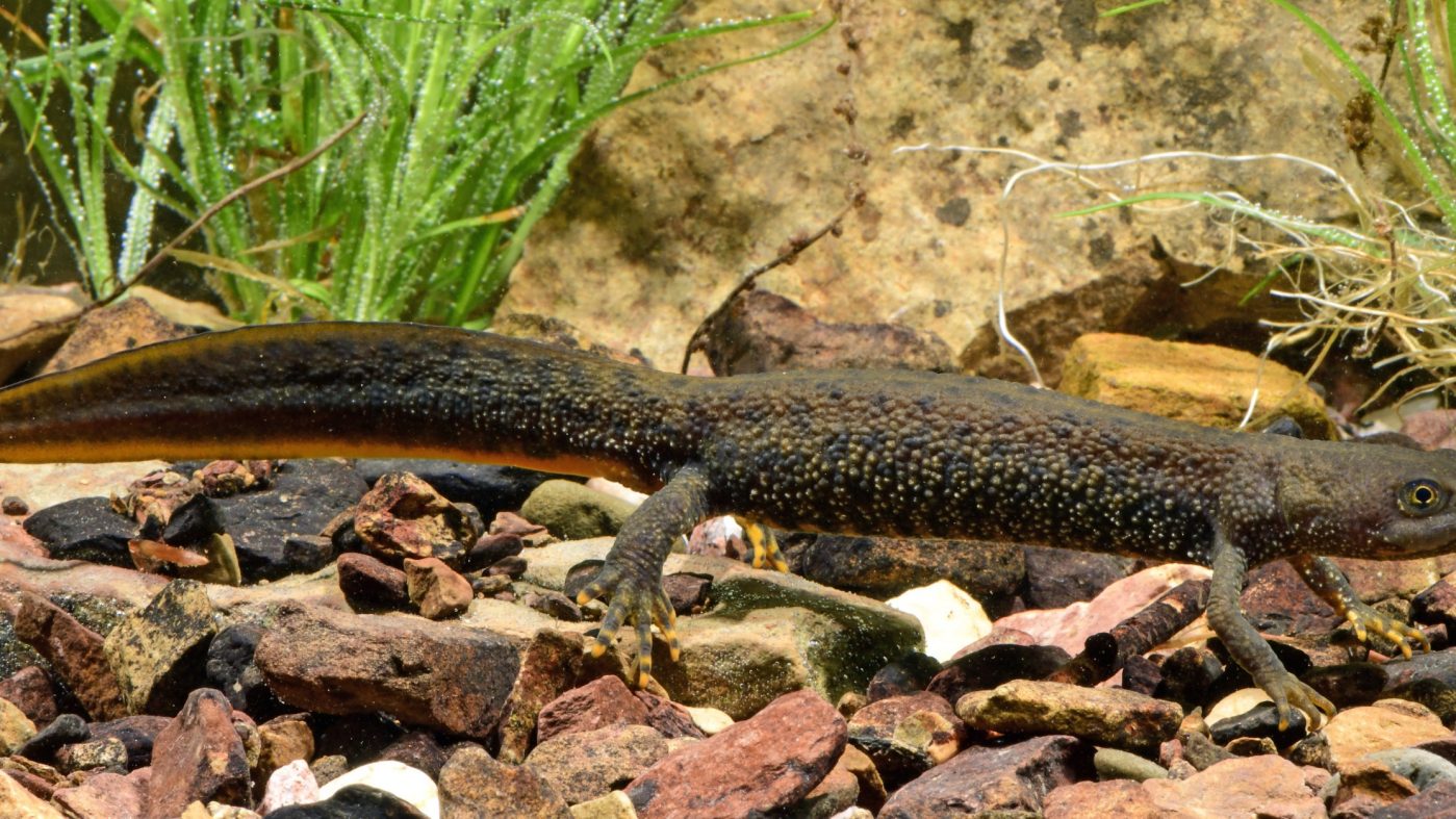 Orchard Farm: Home of the great crested newt