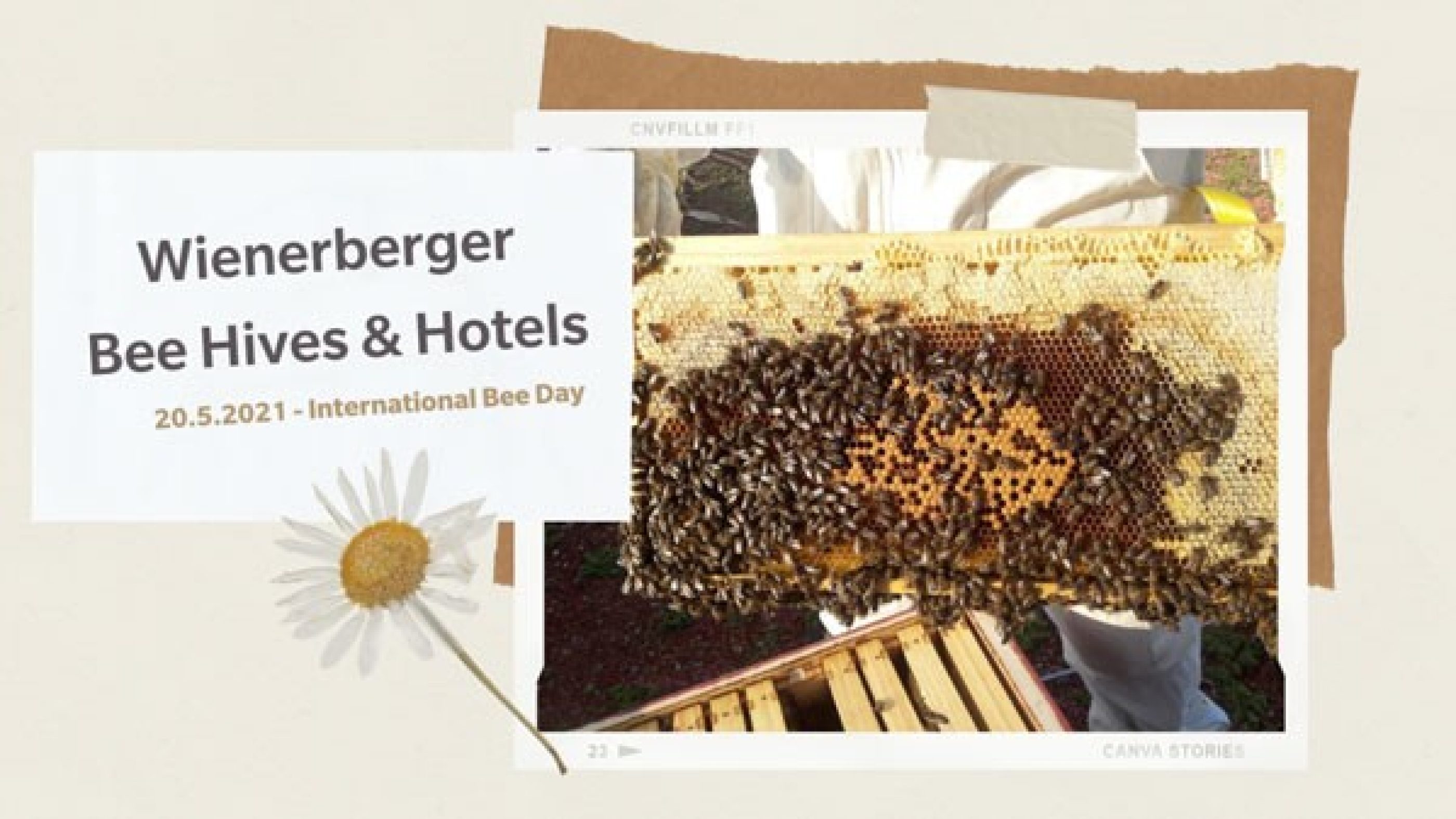 Wienerberger is committed to biodiversity and celebrates World Bee Day