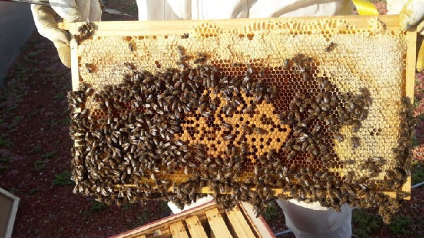 Wienerberger is committed to biodiversity and celebrates World Bee Day